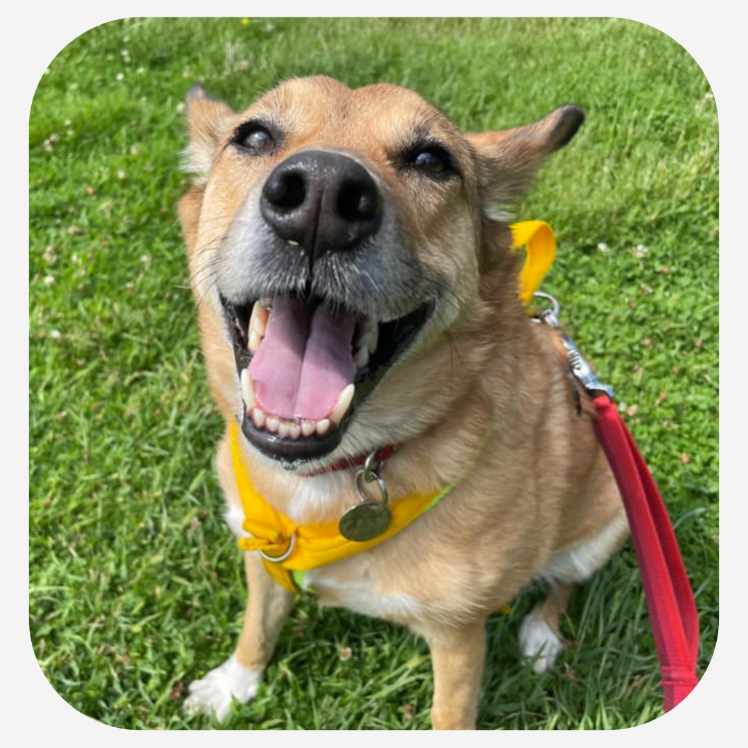 Home Page [reactivedogs.uk]